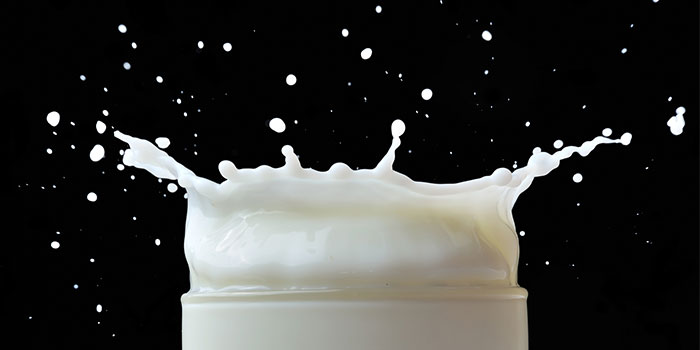 Perforated lactic acid bacteria break down lactose in milk - DTU ...