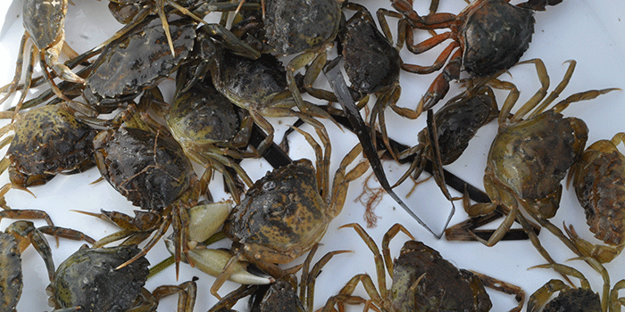 Fangst af krabber kan gavne Isefjordens fiskebestand - DTU ...