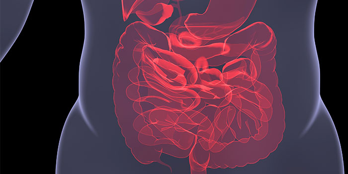 Viden om tarmbakterier skal forbedre stamcelletransplantationer - DTU ...