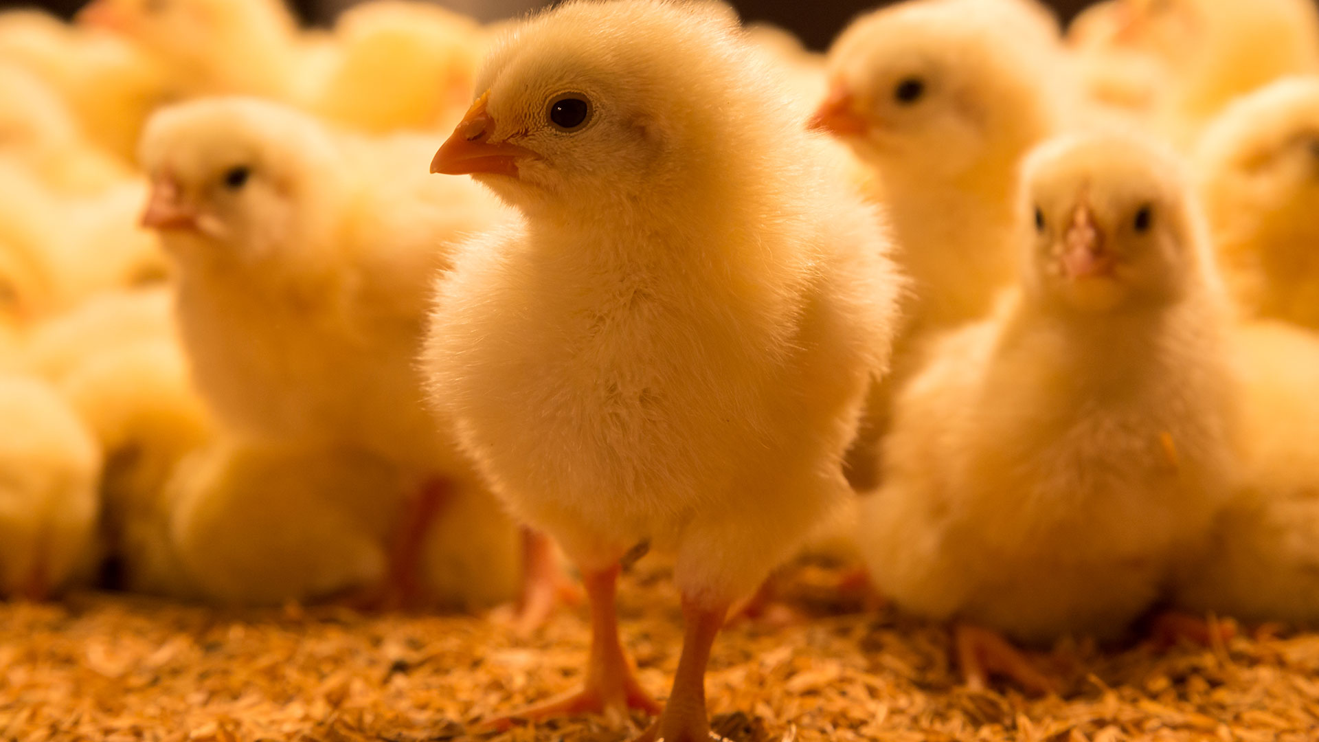 DANMAP 2024 shows low resistance in Danish chicken meat – but imports ...