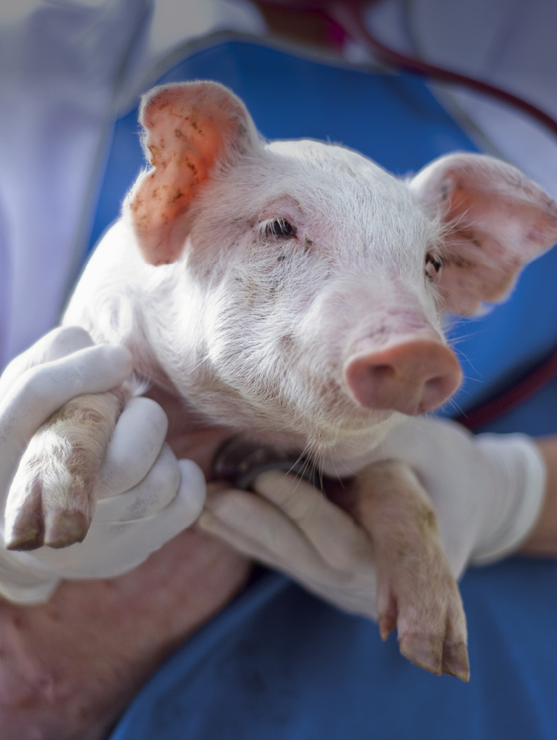 Increase in Antimicrobial Consumption for Pigs