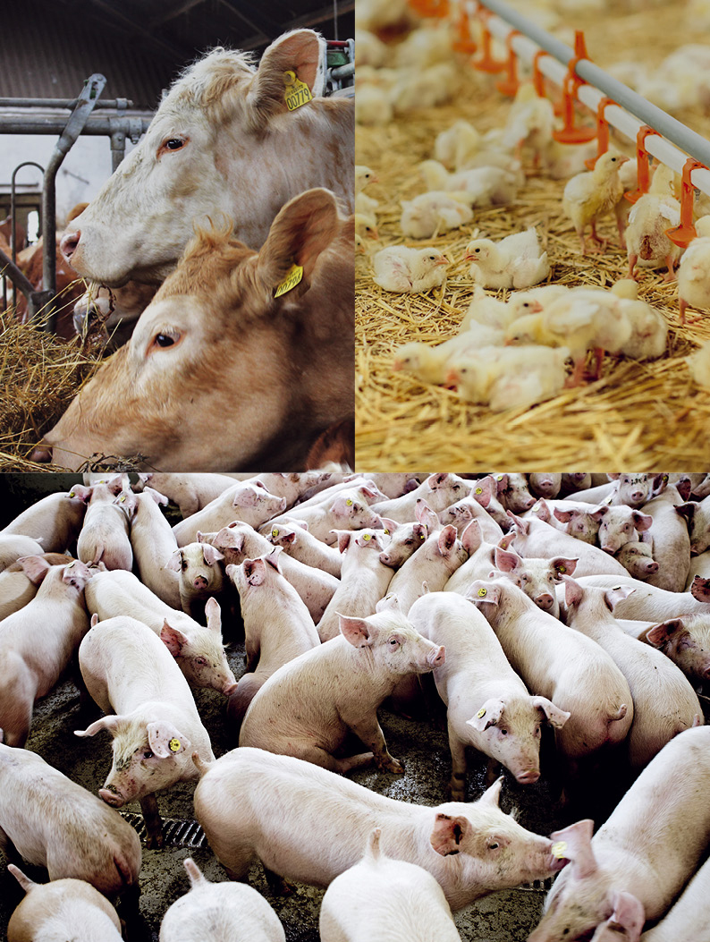 Increasing antibiotic resistance in Danish production animals