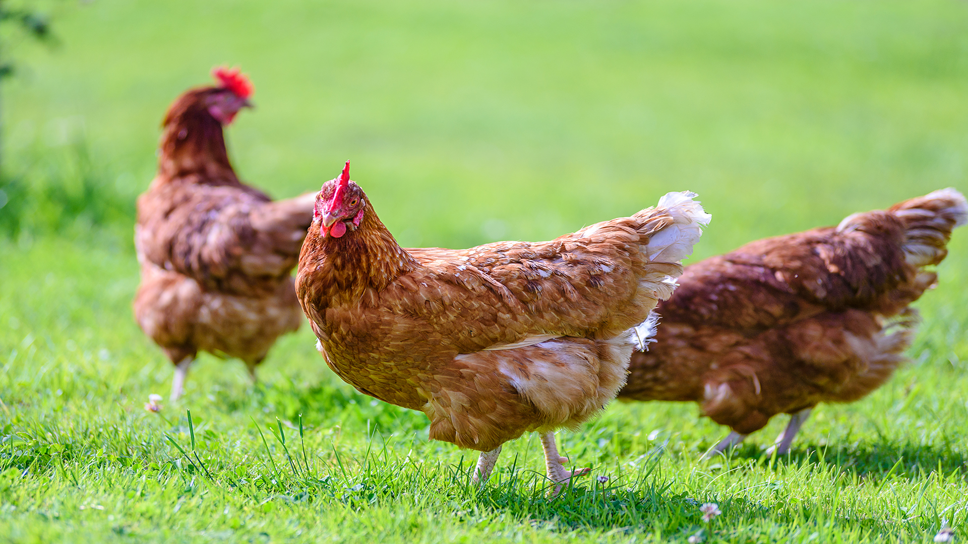 Feed additives can reduce campylobacter in free-range broilers