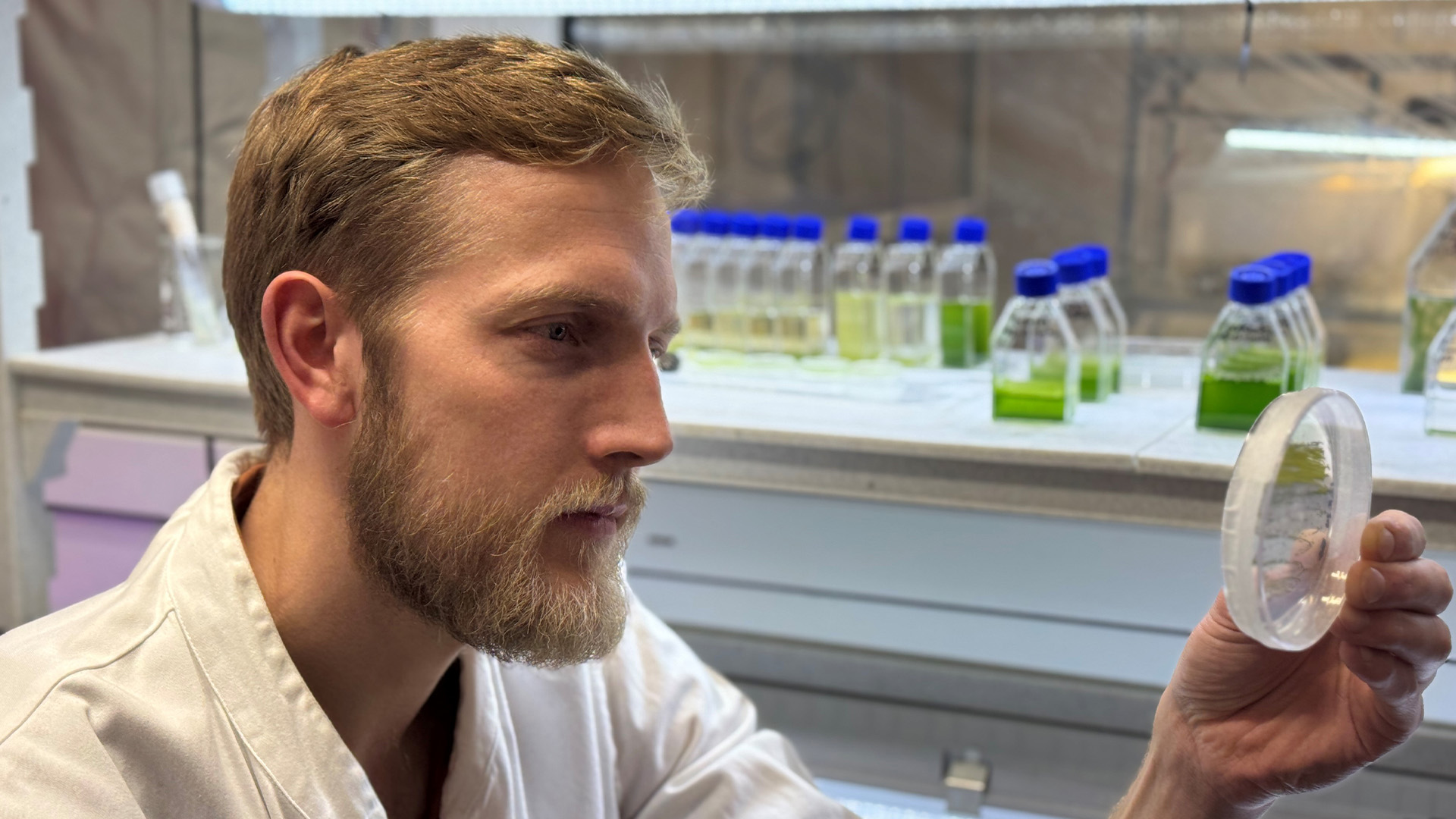Researchers see potential in cultivation of a special microalga