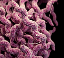 Disease-causing microorganisms